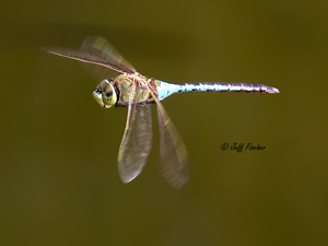 Common Green Darner