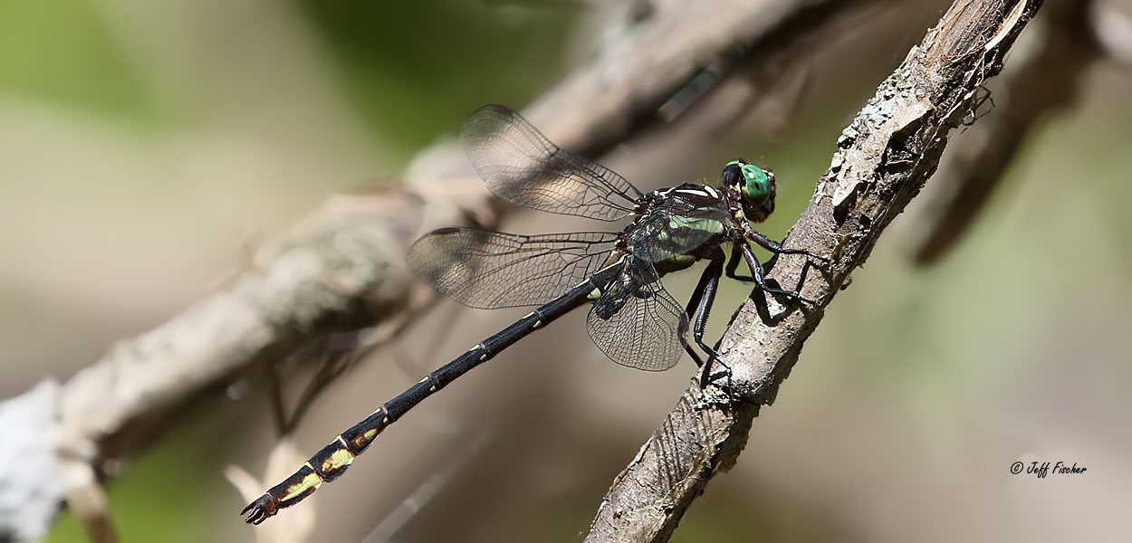 MN Dragonfly - mndragonfly.info
