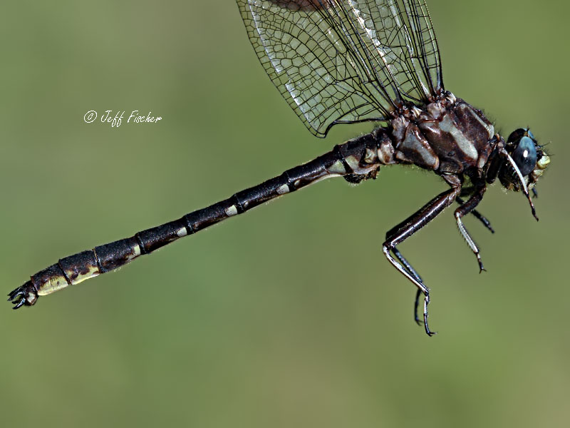 Ashy Clubtail