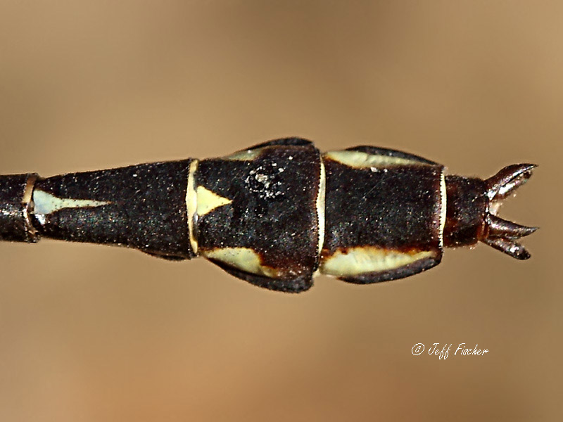 Elusive Clubtail