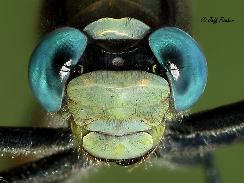 Horned Clubtail