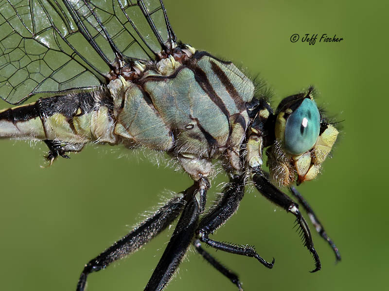 ID-Clubtail 3